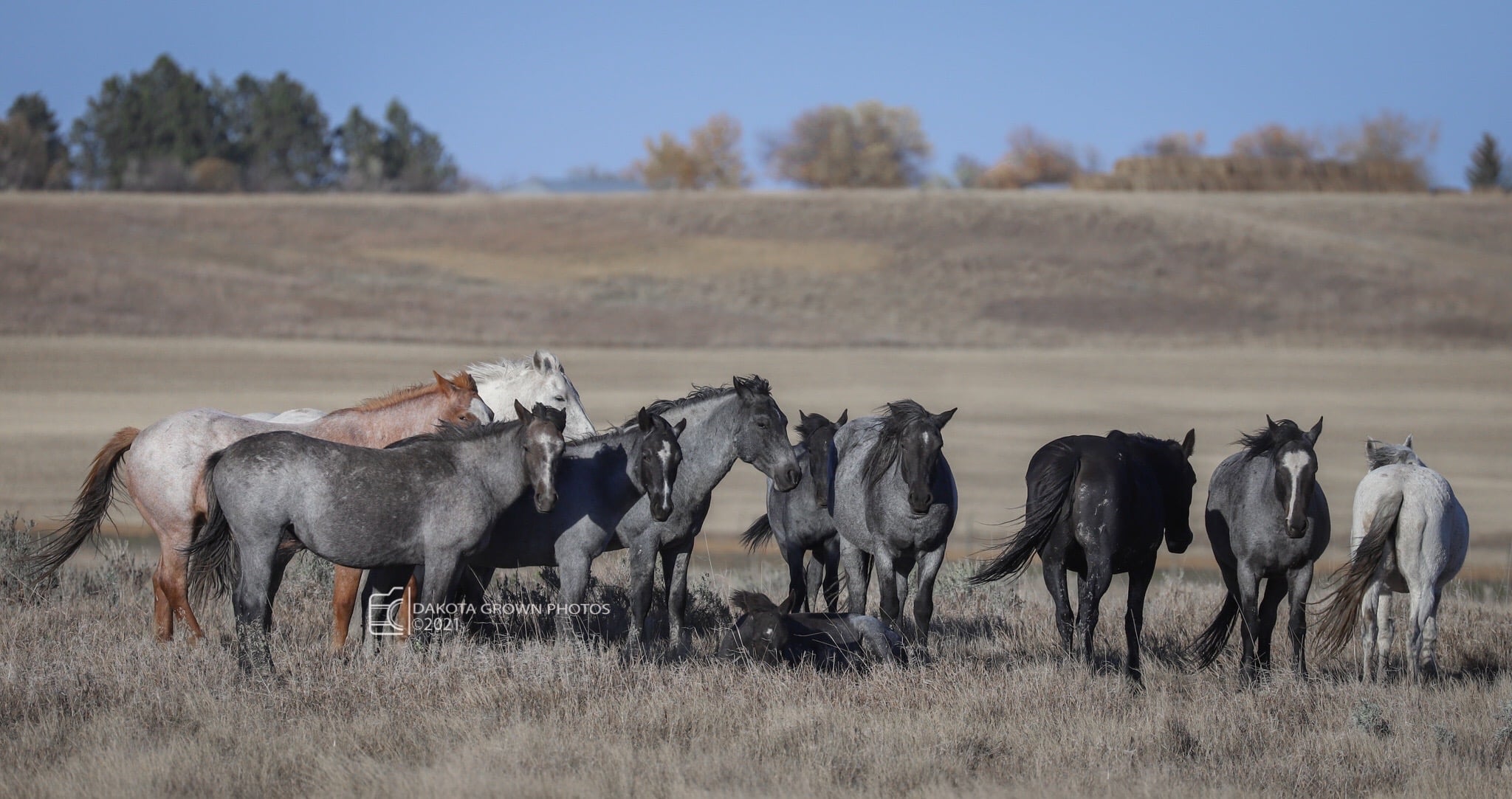 Weekend Look at Sidekick's Band - Dakota Grown Photos