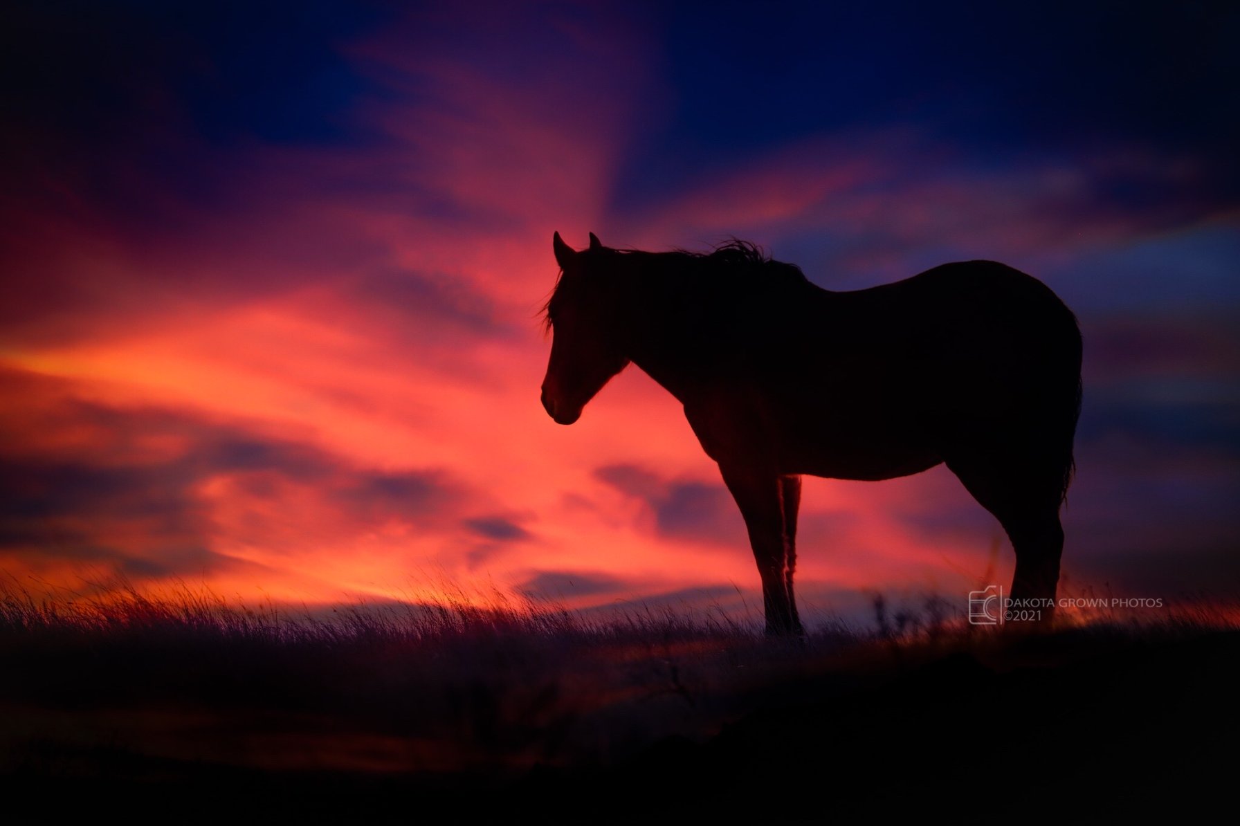 Wild Horse at Sunset - Dakota Grown Photos