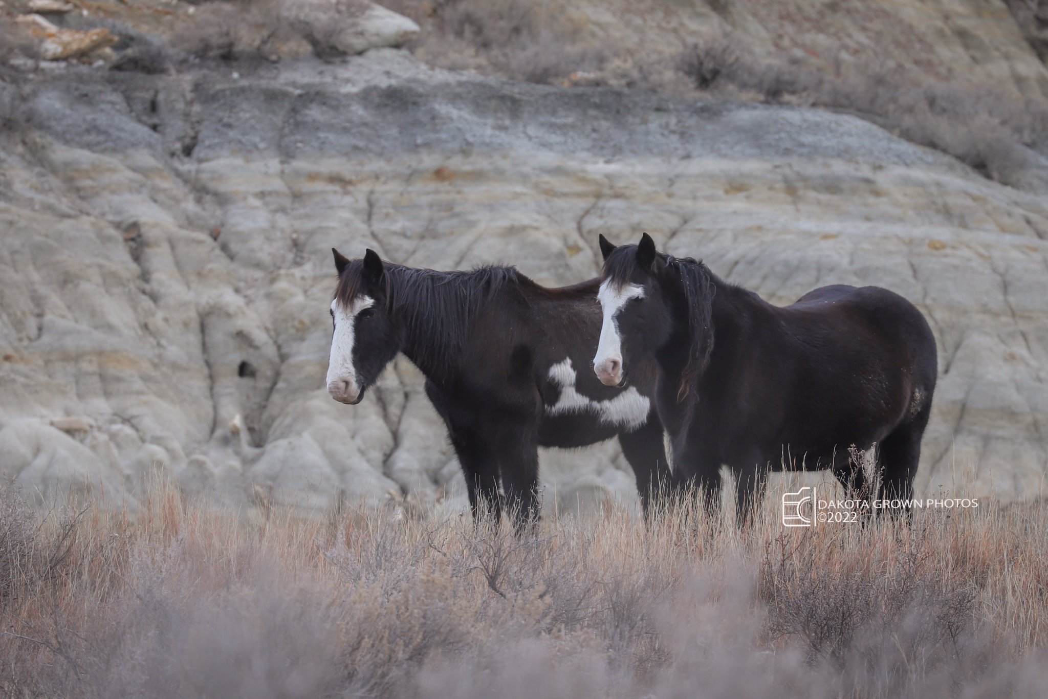 Lightning and Crow - Dakota Grown Photos
