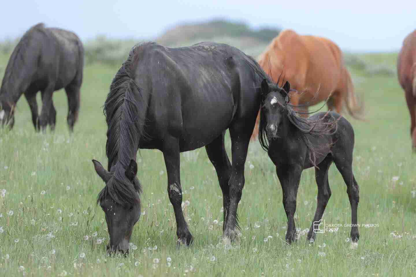 Look at that Mane - Dakota Grown Photos