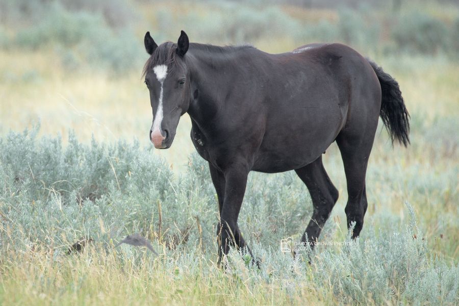 Great Group of Yearlings - Dakota Grown Photos