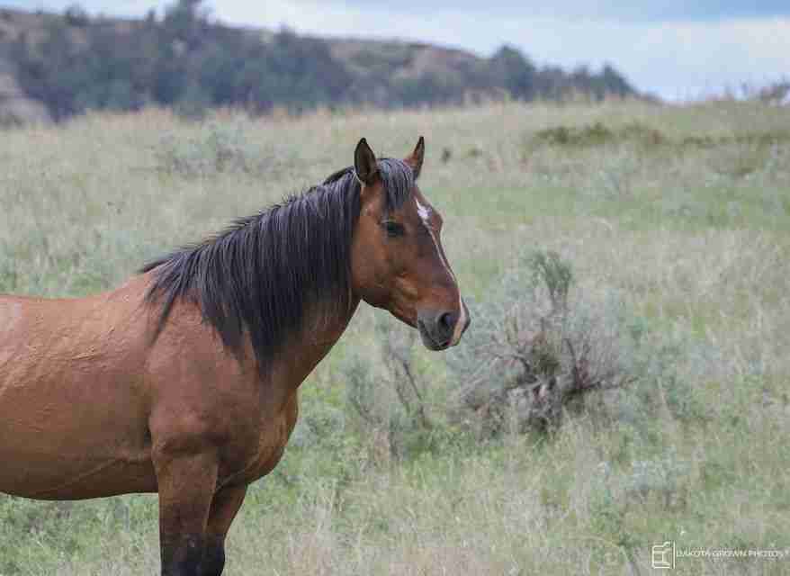 Remembering Copper - Dakota Grown Photos
