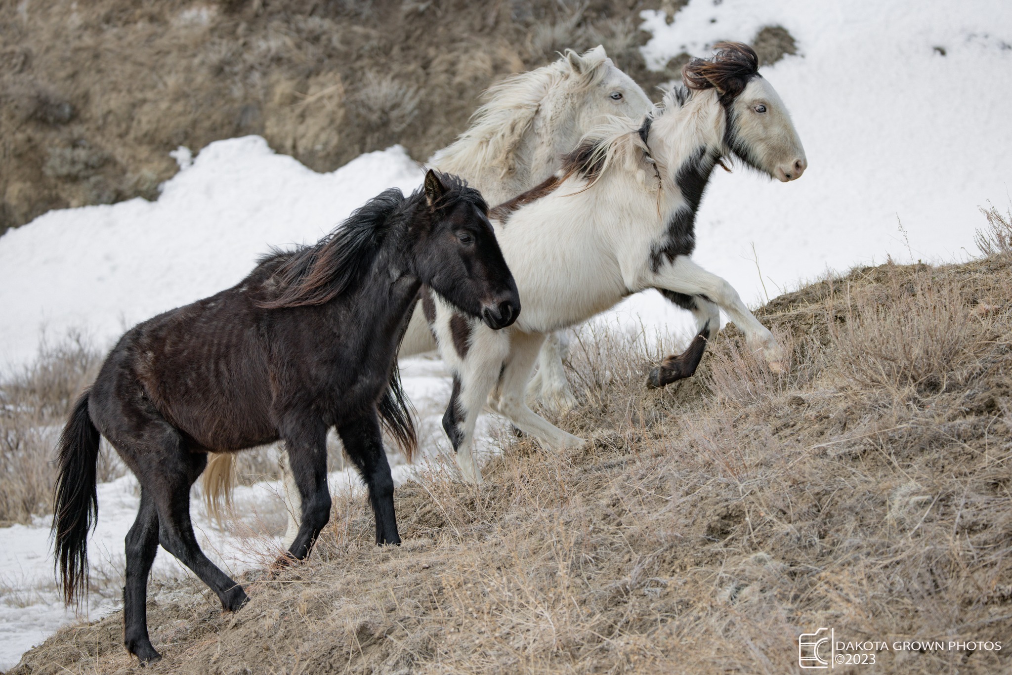 Brothers Boomer and Amite - Dakota Grown Photos