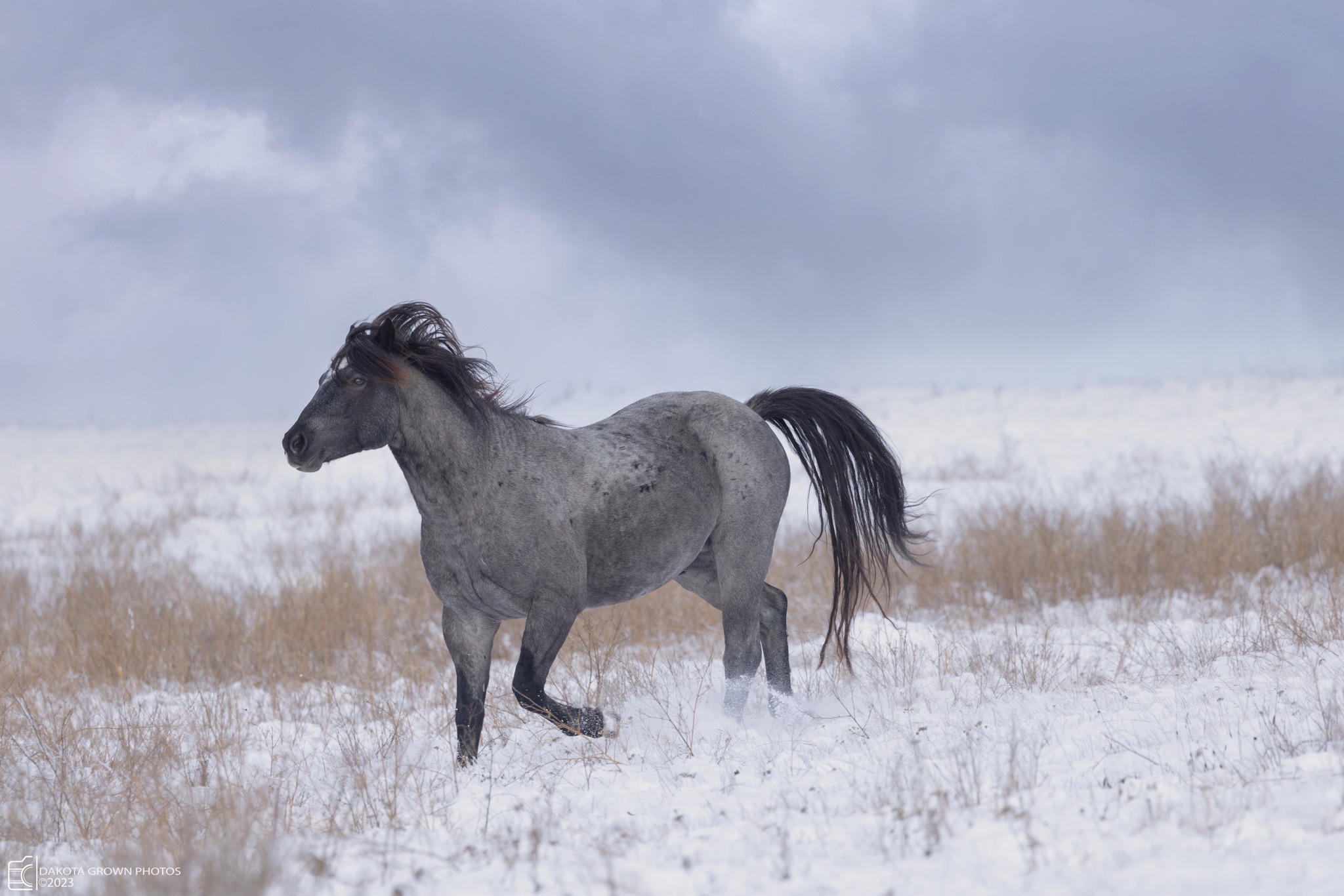 Xander in the Snow - Dakota Grown Photos