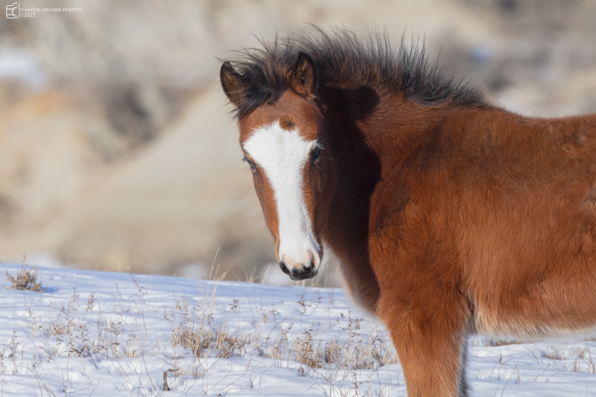 Piper and Poppy - Dakota Grown Photos