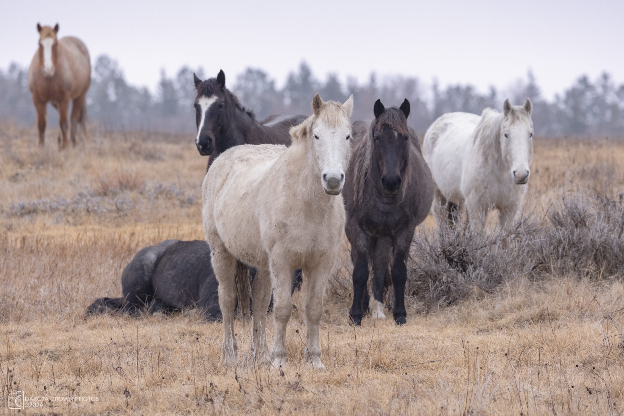 The Ladies of Sidekick's Band - Dakota Grown Photos