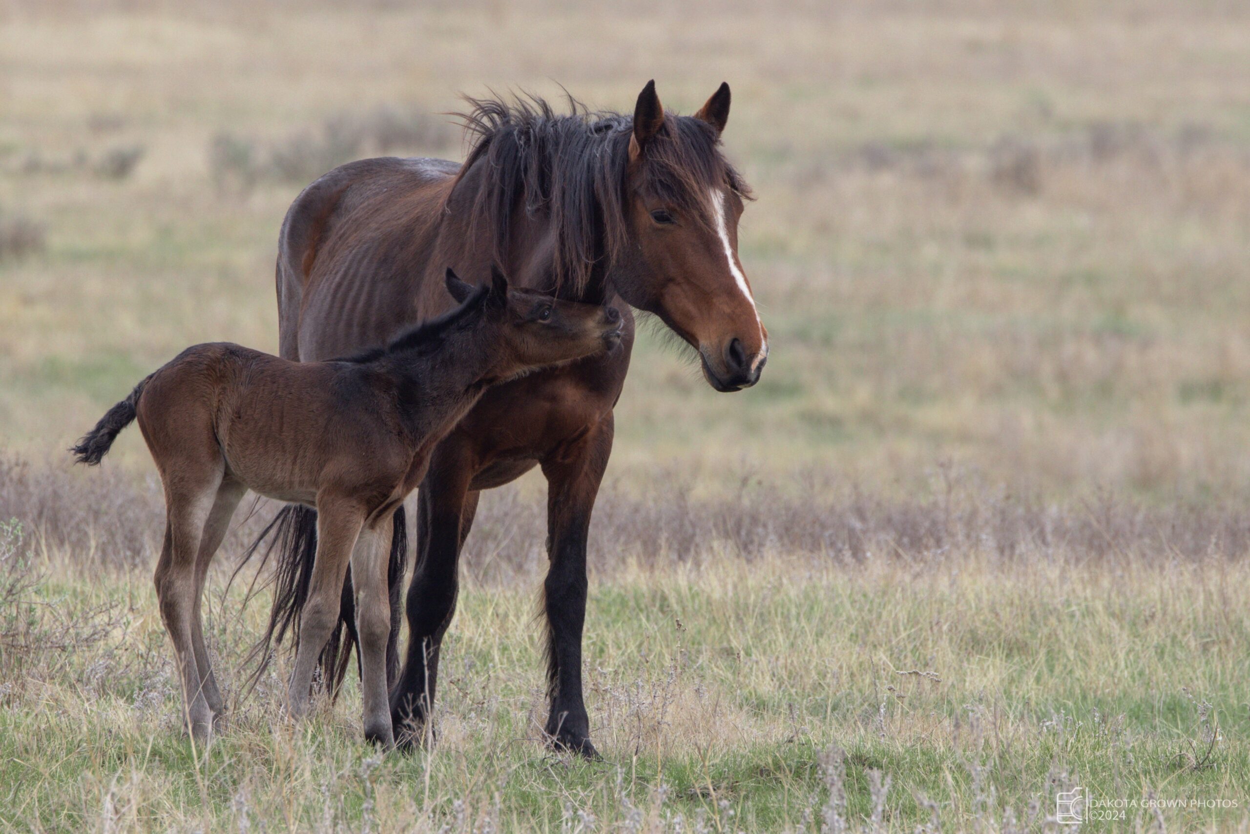 Democracy and Dillinger - Dakota Grown Photos