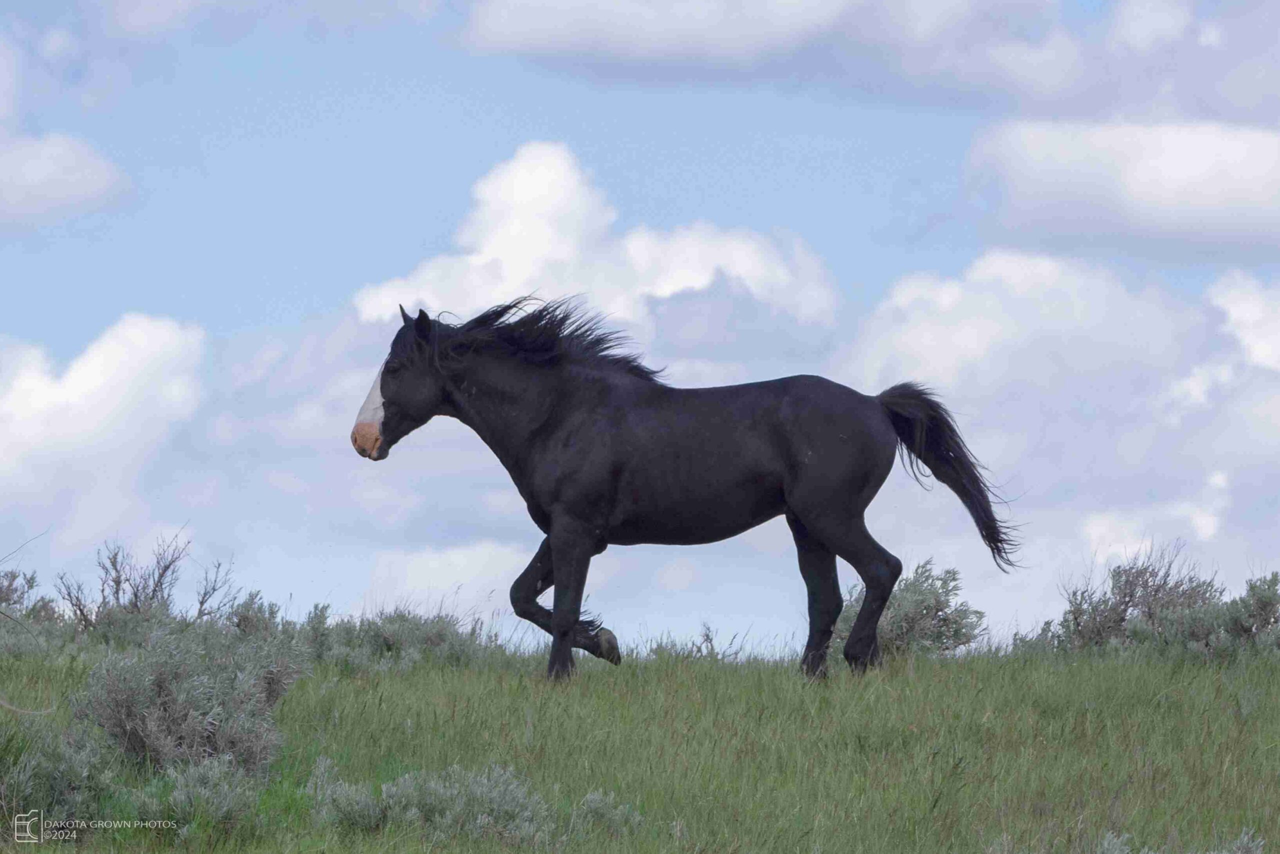 Maverick on the Move - Dakota Grown Photos