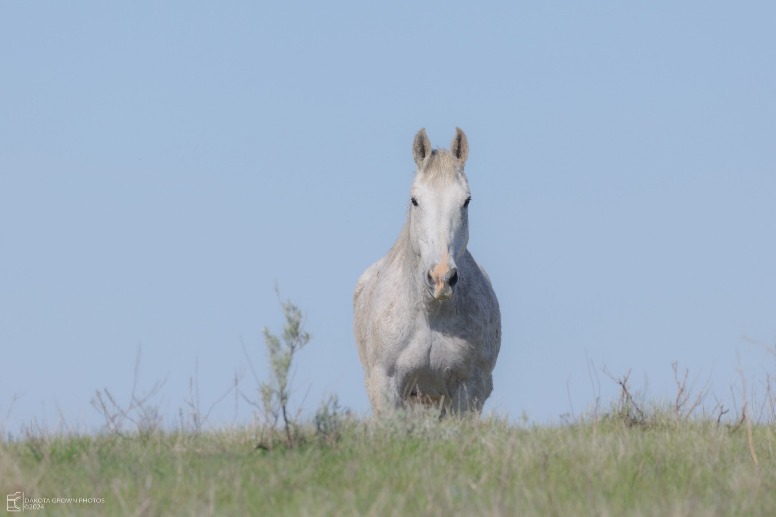 Snip's Gray - Dakota Grown Photos