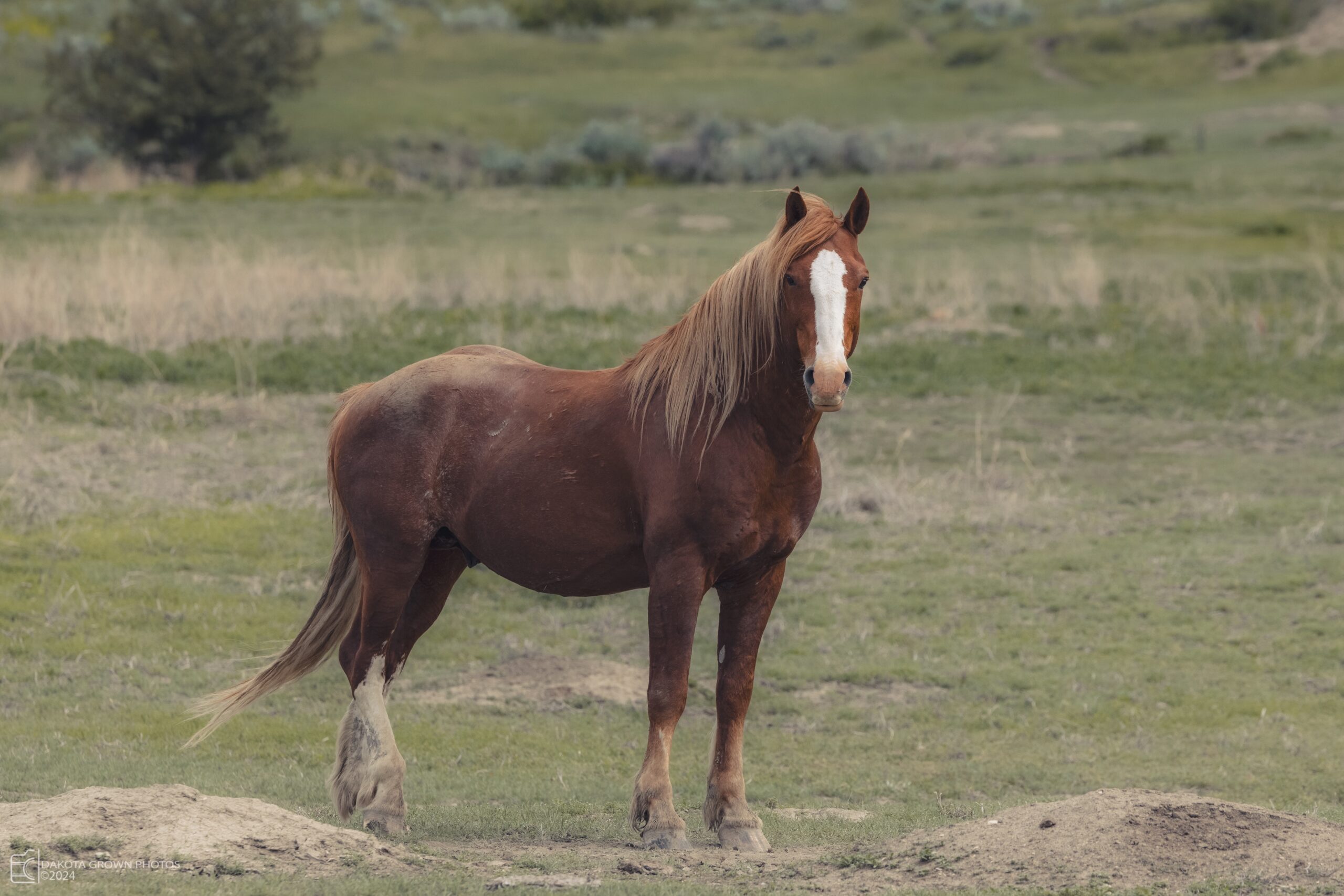 Spring Look at Flax's Band - Dakota Grown Photos