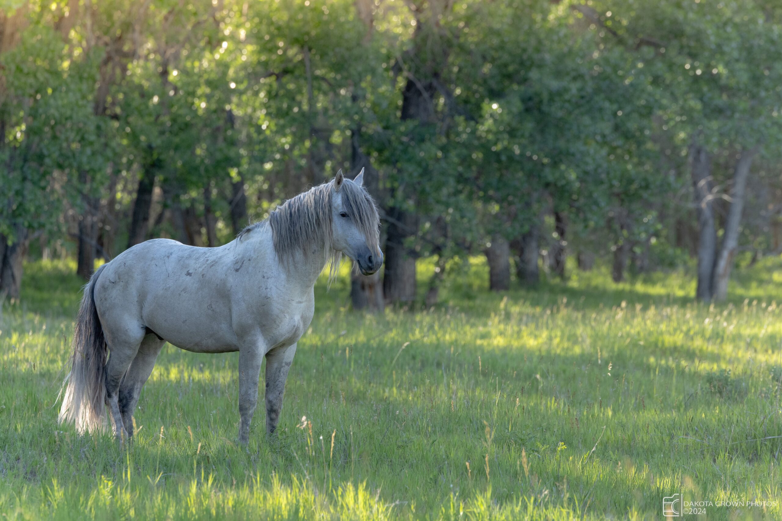 Casper's Band at the River - Dakota Grown Photos