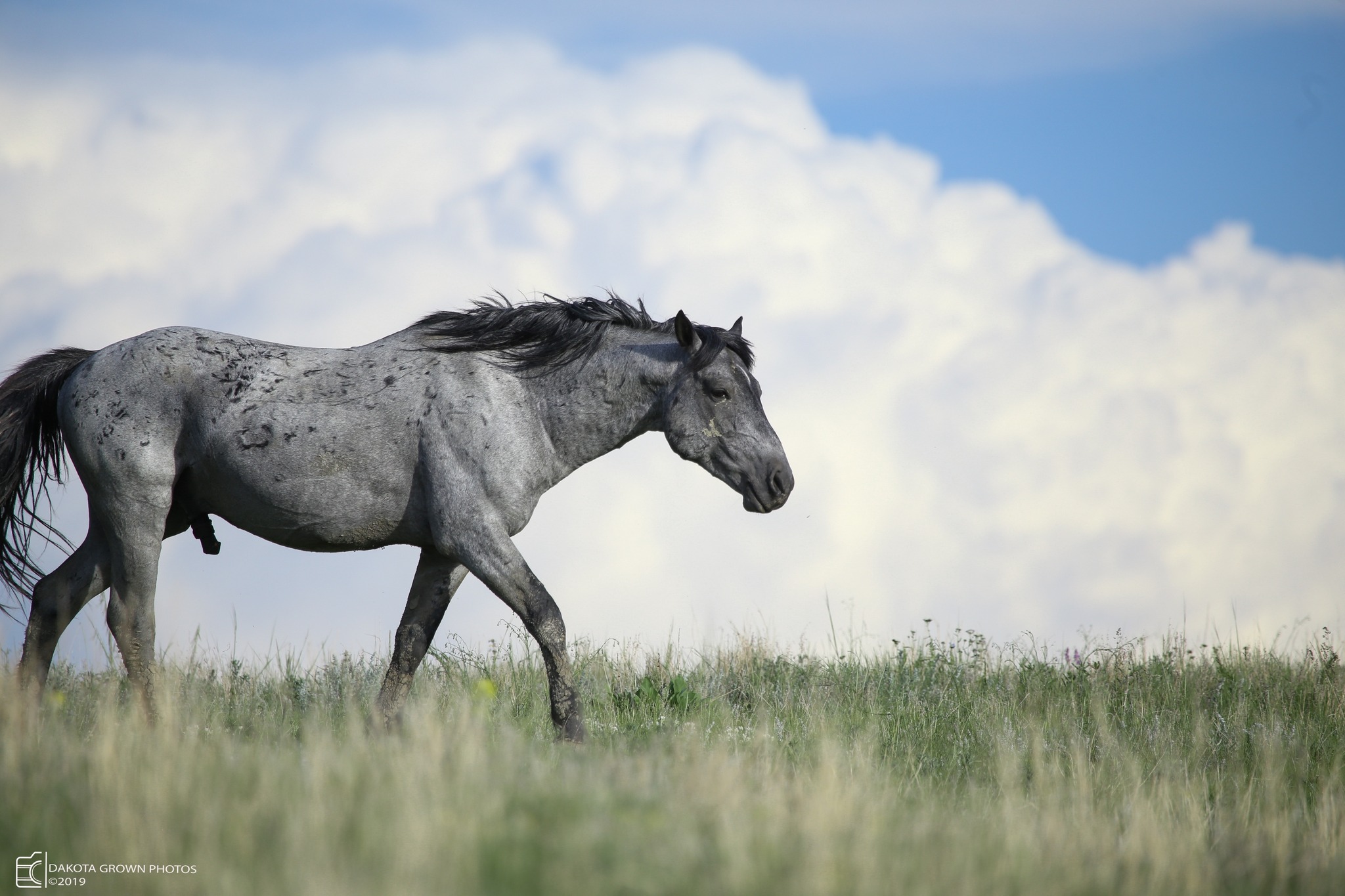 Remembering Sidekick - Dakota Grown Photos