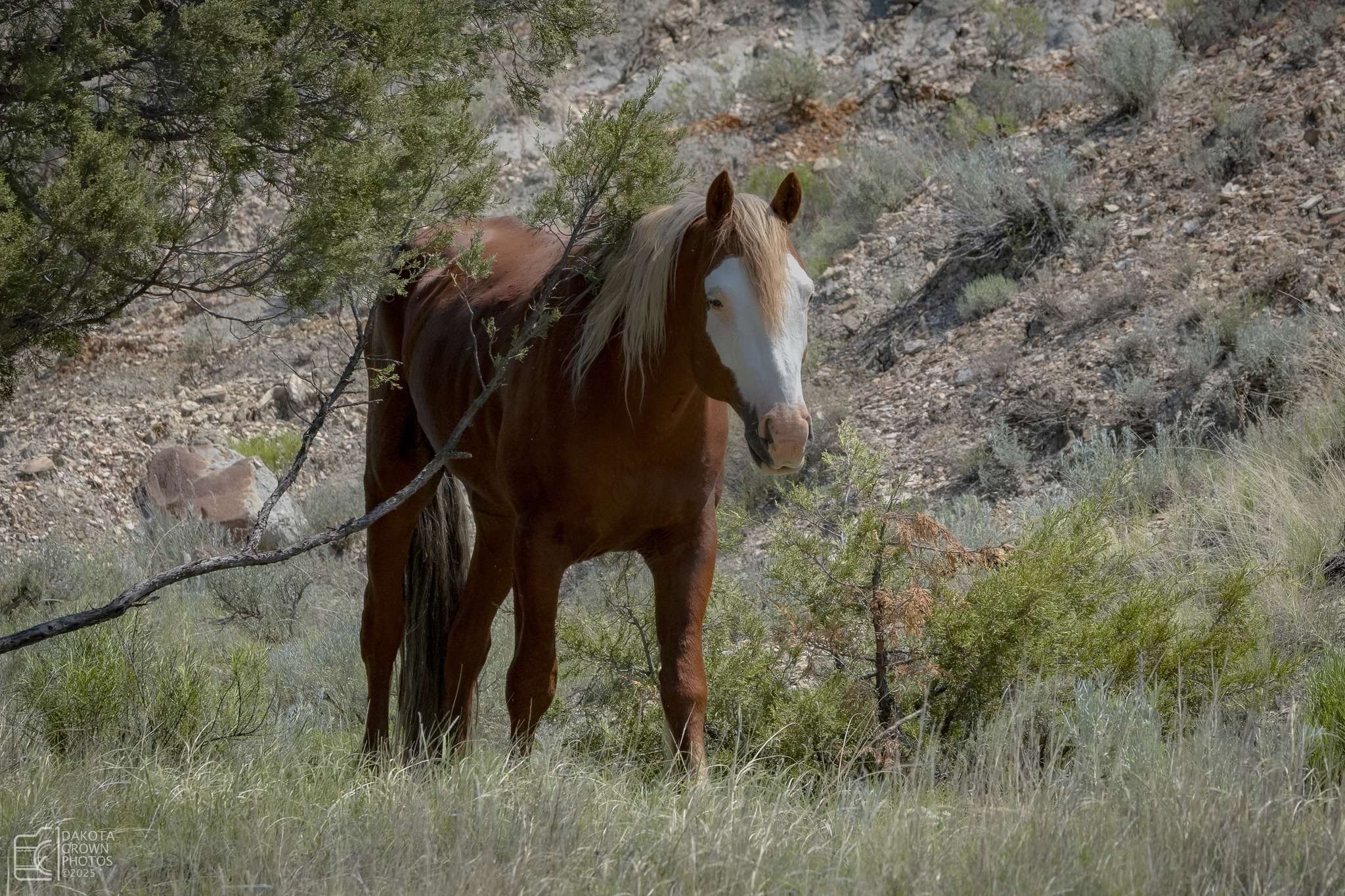 Update on Wind Dancer - Dakota Grown Photos
